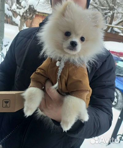 Померанский шпиц вязка