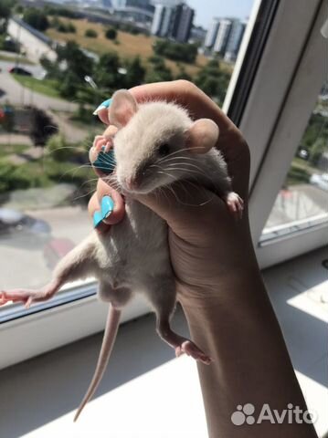 Породистая крыса рекс