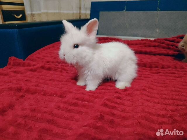 Декоративные кролики