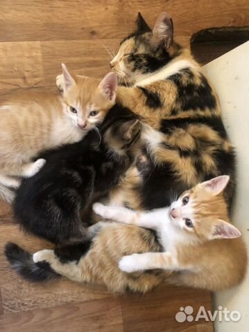 Котята (мальчишки) в добрые руки