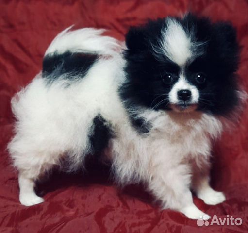 Шпиц, редкий окрас