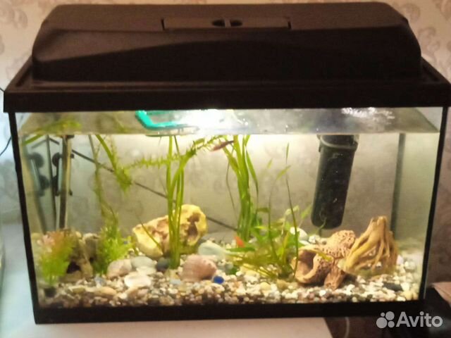 Аквариум
