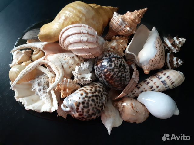 Ракушки морские, разные, натуральные