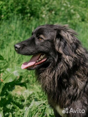 Молодой пес Филя