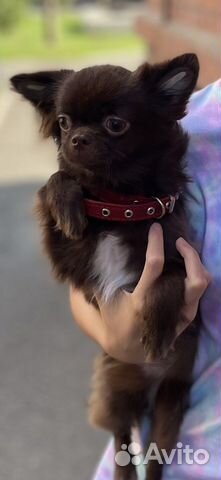 Шикарный мальчишка Чишка