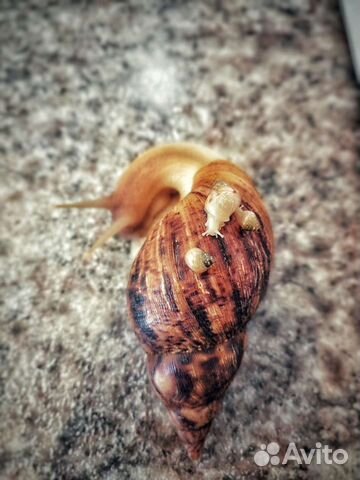 Улитки малыши ахатины до 1см