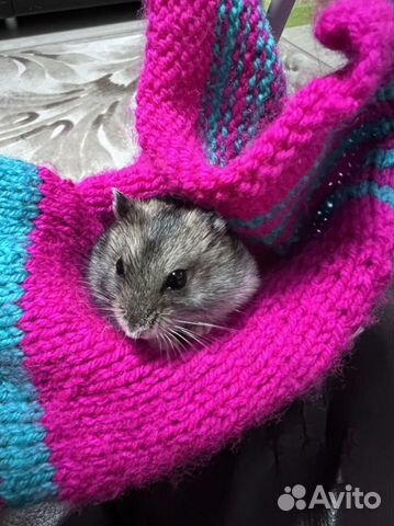 Джунгарский хомяк