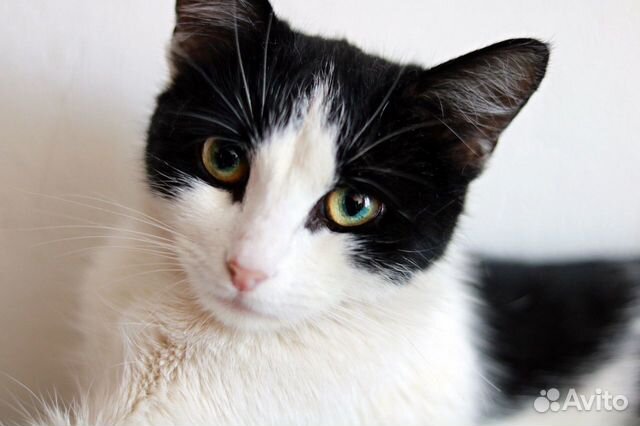 Сарочка кошечка с удивительными глазами