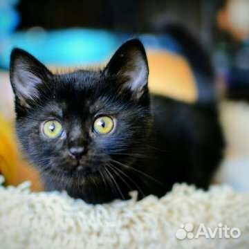 Котенок Тея в добрые руки