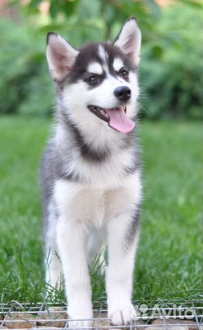 Pomsky/Помски(мини-хаски)