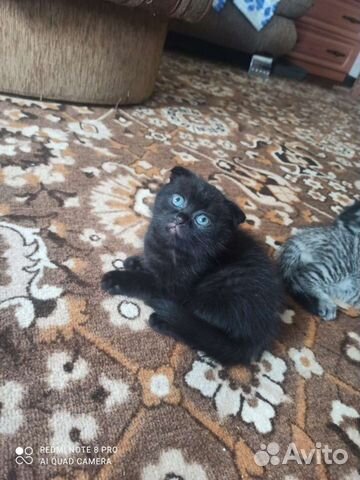 Котята