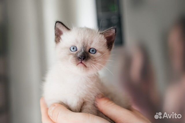 Тайские котята