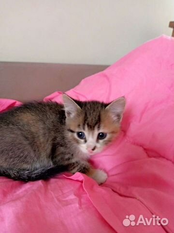 Кошки в добрые руки бесплатно