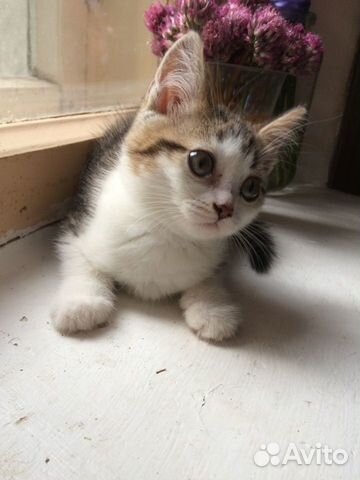 Котенок с большим ушами