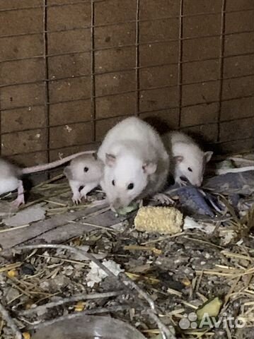 Крысята дамбо