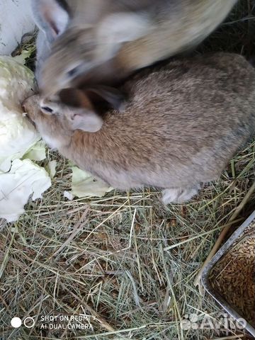 Крольчата 2,5 мес. Породы шиншилла