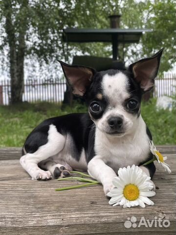 Чихуахуа летняя цена