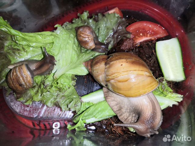 Улитки ахатины в дар