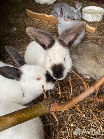 Калифорнийские кролики и не только