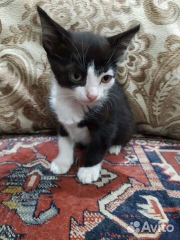 Кошки в добрые руки даром