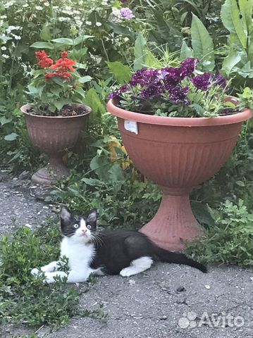 Игривый котик 2 мес