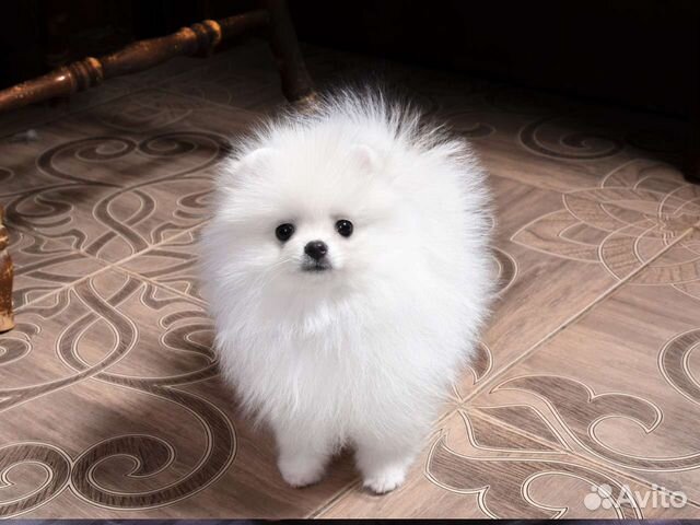 Померанский шпиц медвежьего типа девочка