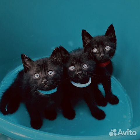 Котята в поисках своего хозяина