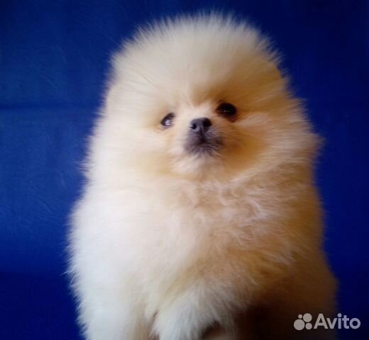 Медвежатки померанцы с РКФ