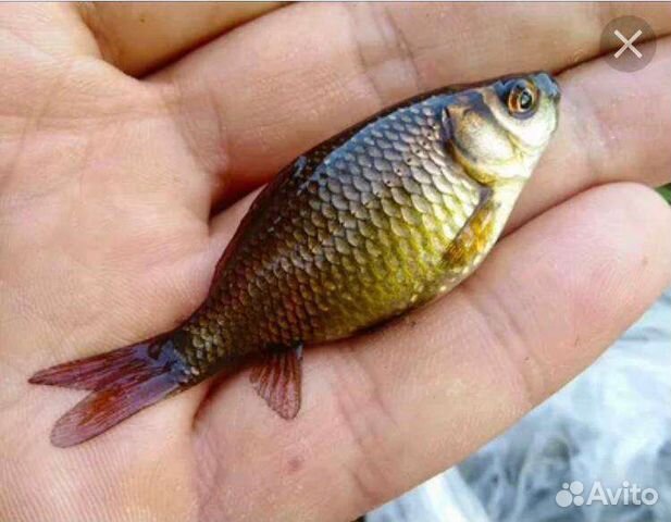 Карась живец