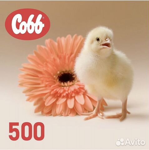Суточный бройлер Cobb-500 (Кобб-500) Чехия