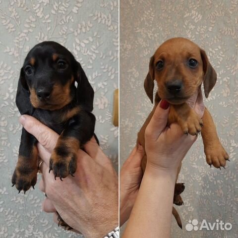 Щенки карликовой таксы