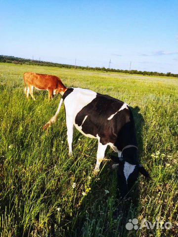 Телята покрытые