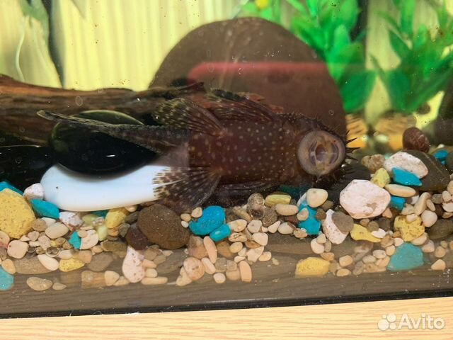Отдам аквариум с сомиками и двумя рыбками