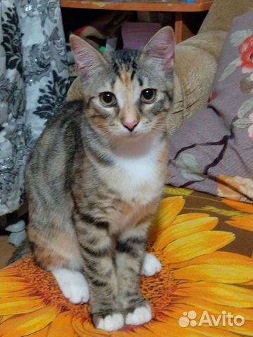 Прекрасный которебëнок ищет маму