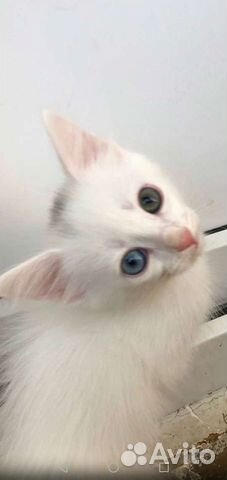 Турецкая ангора