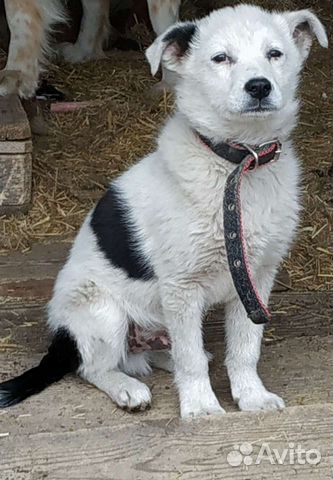 Собака в добрые руки отдам бесплатно