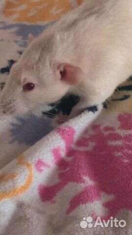 Крыса дамбо