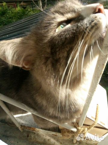 Балдежная кошка ищет дом