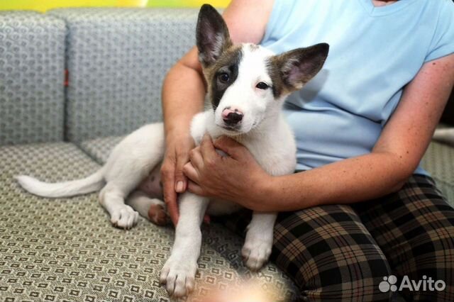 Щенок Иньян в добрые руки