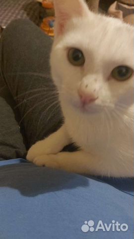 Белый котенок
