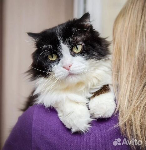 Ричи (1год) -вислоуший, шикарный котик ищет дом