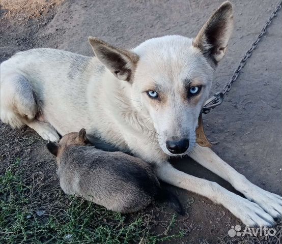 Щенки от лайки - хаски (помесь)