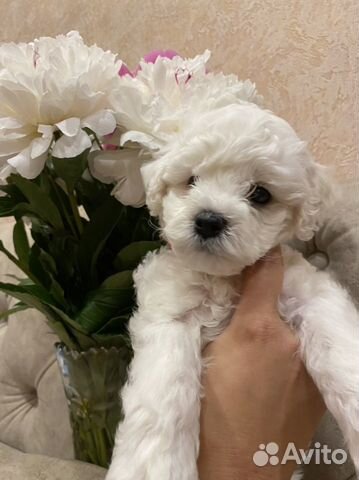Щенятки Бишон фризе милые красивые