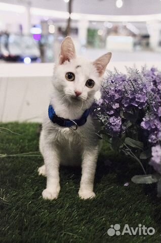 Котенок Омуль 3,5 мес в дар