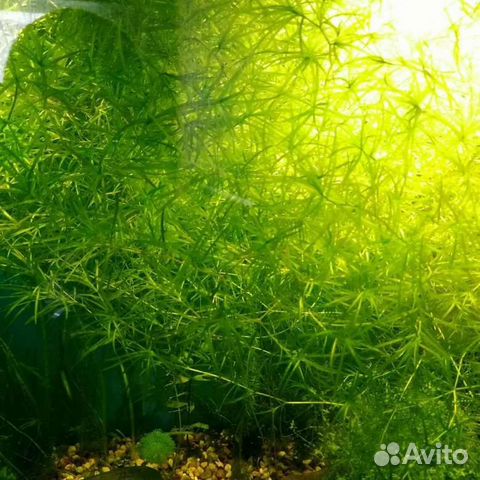 Аквариумное растение. Наяс