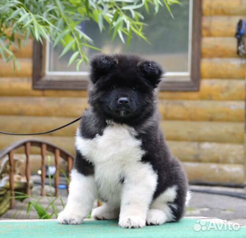 Ван хельсинг