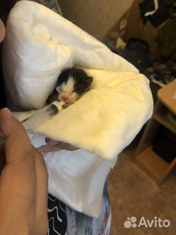 Ищу кормящую кошку