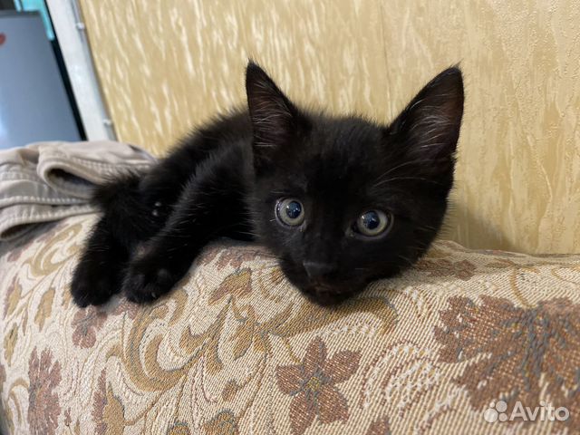 Котенок