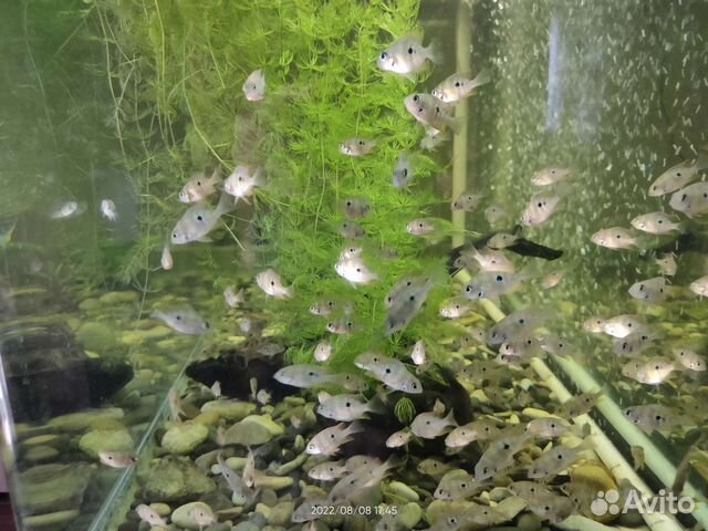 Мальки цихлозам элиот