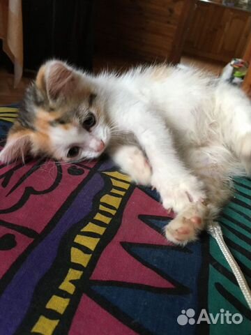 Котята в добрые руки бесплатно